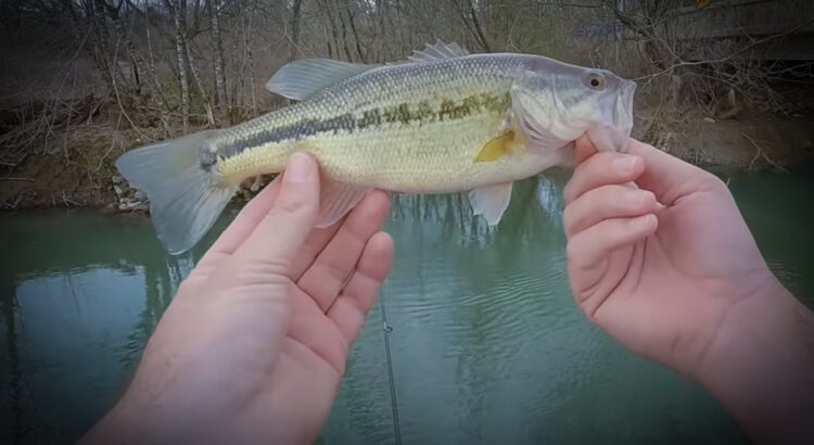 HUGE Crappie Invade This Creek and We Catch Them | my724outdoors.com