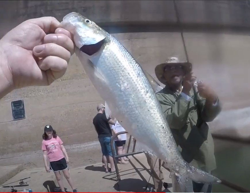 Skipjack Fishing at Pickwick Dam is Extreme Fun | my724outdoors.com