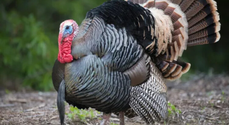 History of the American Wild Turkey | my724outdoors.com