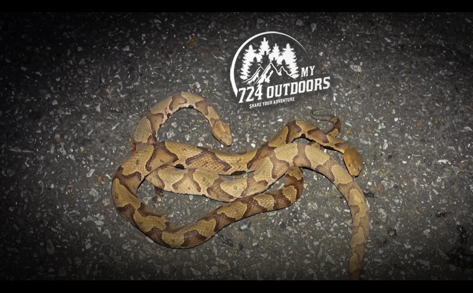 Cruising Copperhead Road in Alabama for Reptile Hunting Adventure ...