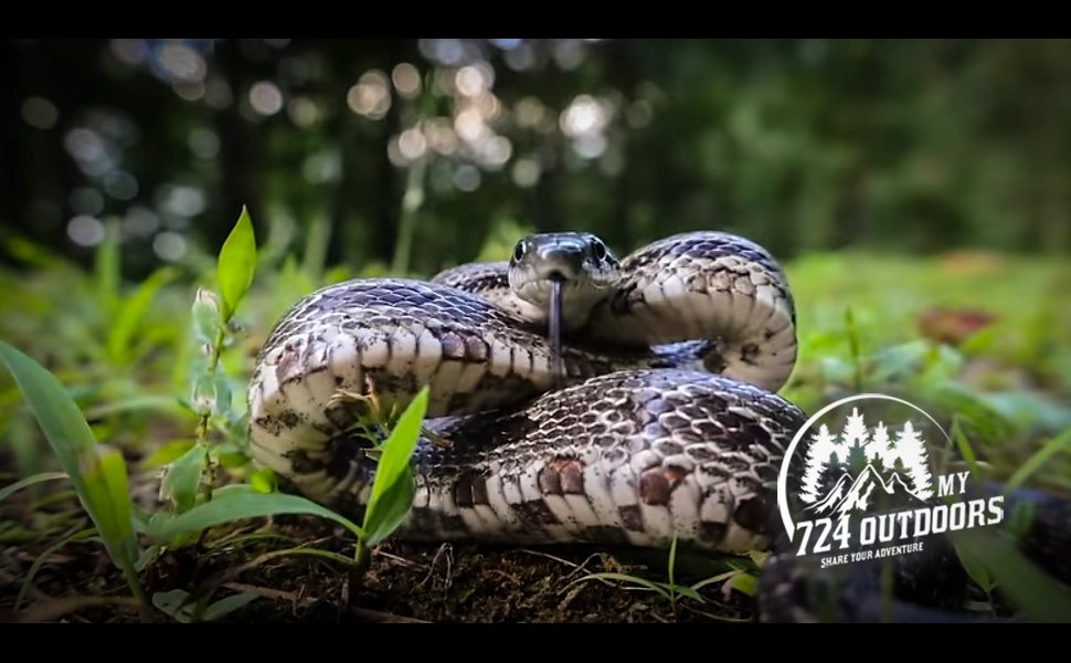 Rare Mole Kingsnake Found on E-Bike Trip | my724outdoors.com